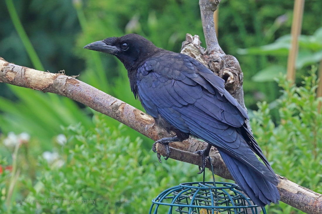Rook by Martin Webb - BirdGuides