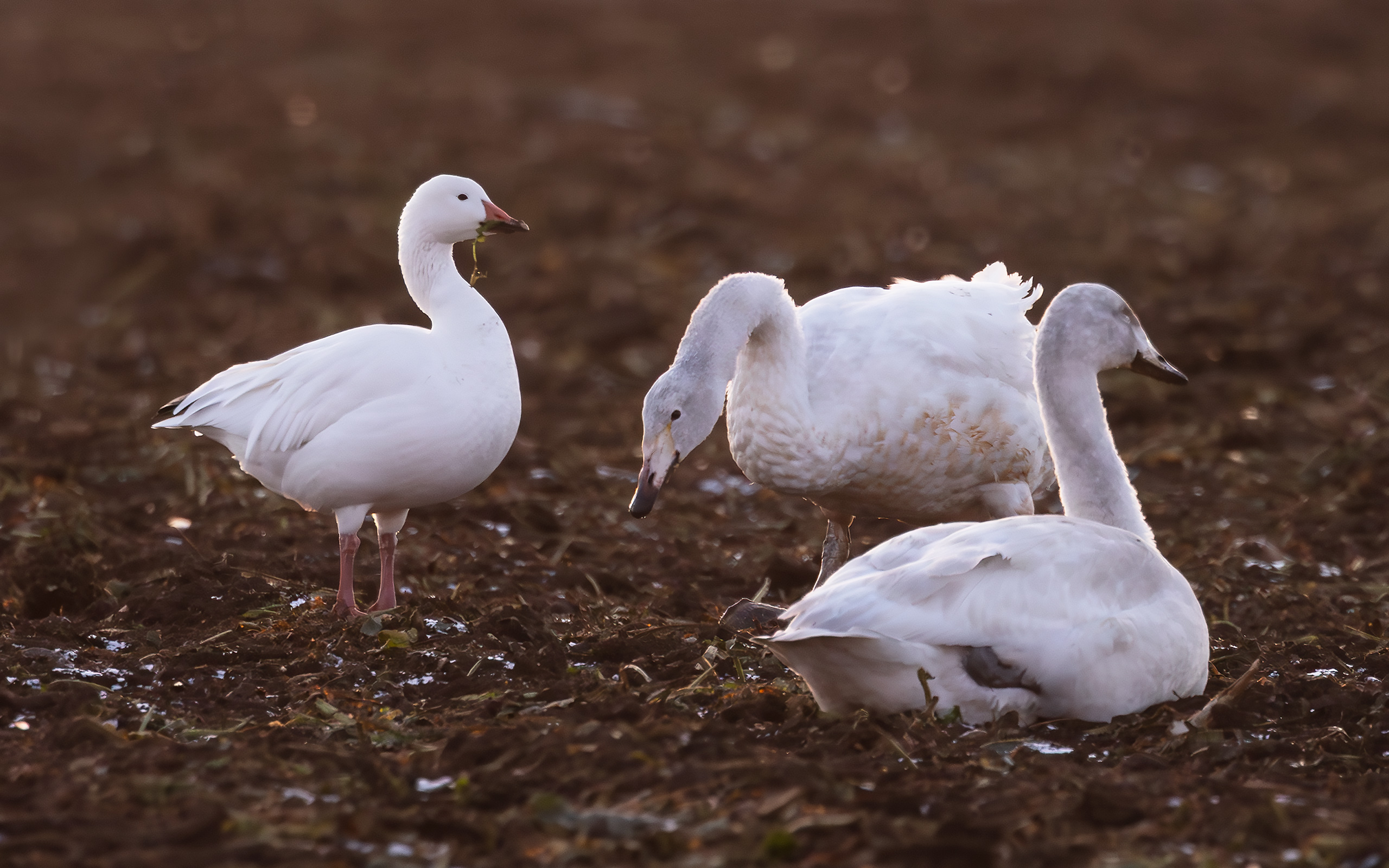 Snow Goose by Josh Jones - BirdGuides
