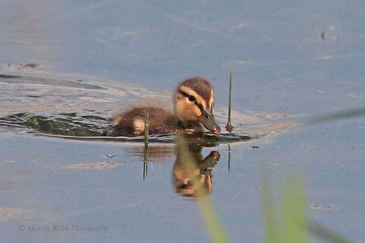 Mallard by Martin Webb - BirdGuides