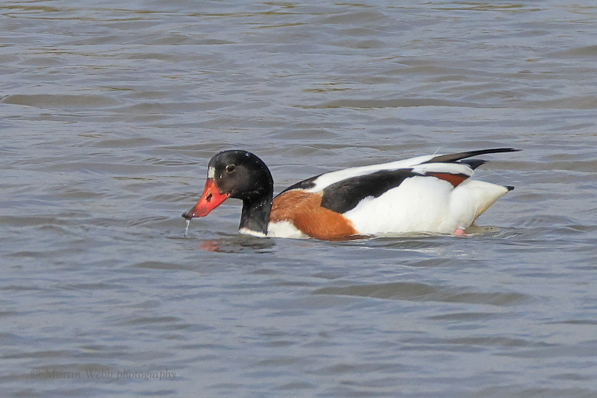 Common Shelduck by Martin Webb - BirdGuides