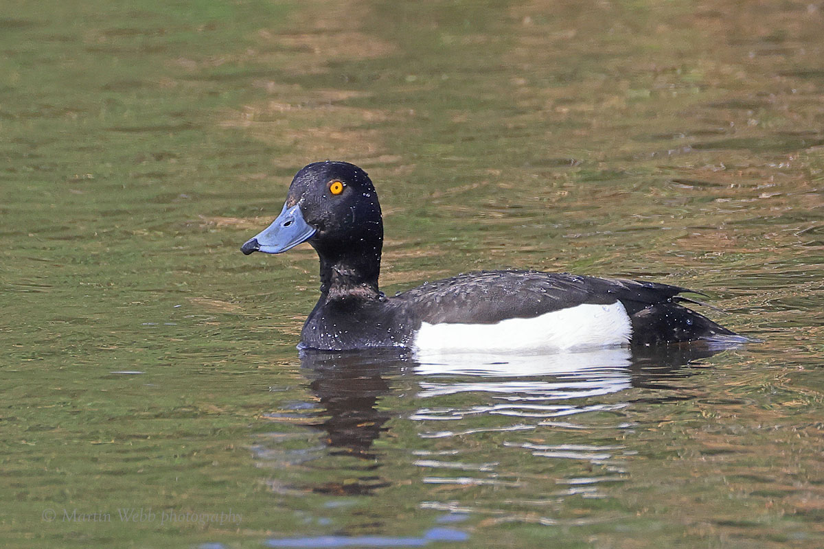 Tufted Duck by Martin Webb - BirdGuides