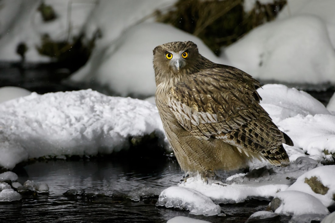 Blakiston's Fish Owl by Josh Jones - BirdGuides