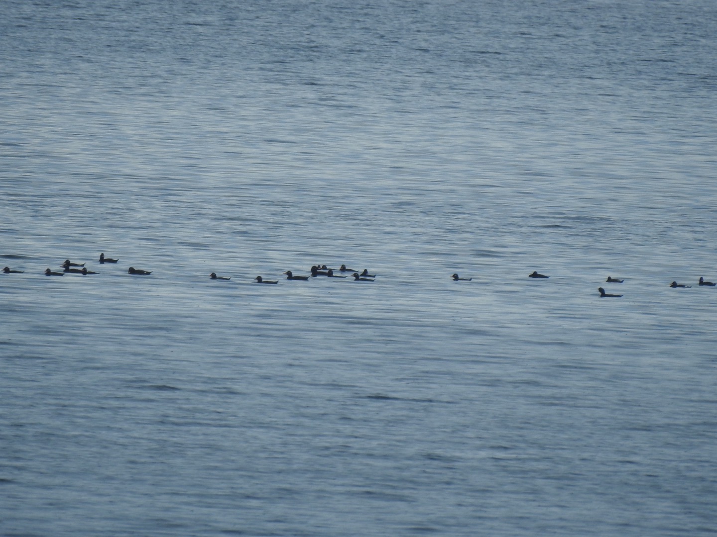Musselburgh Lagoons Birdwatching Site - BirdGuides