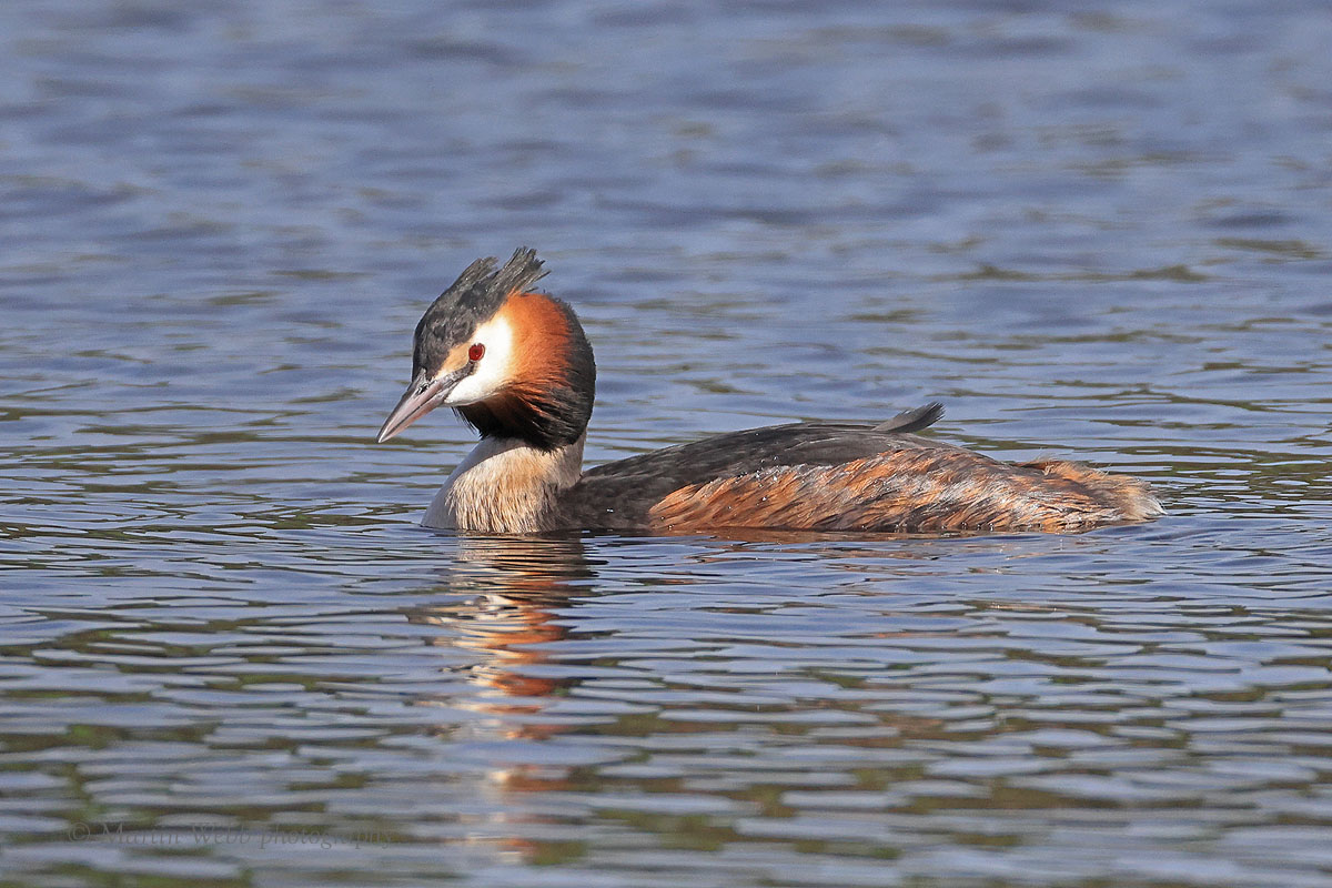 Great Crested Grebe by Martin Webb - BirdGuides