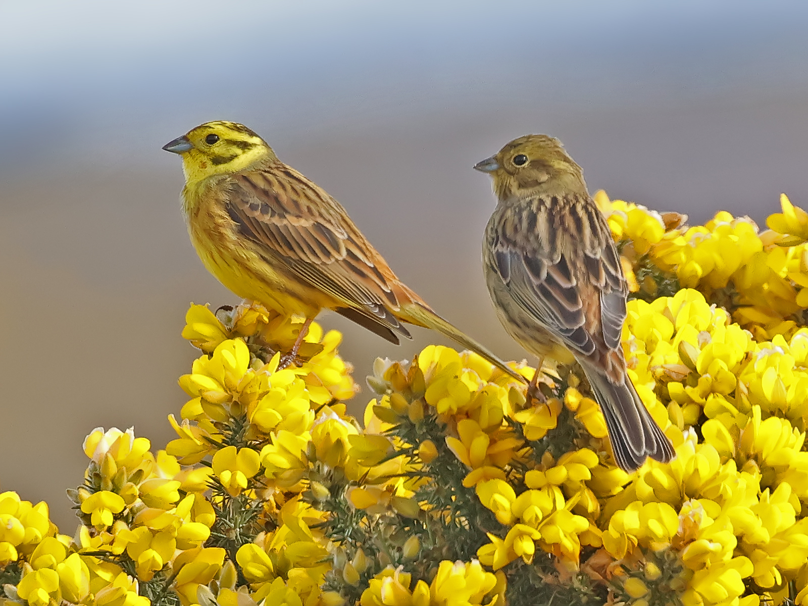 UK bird populations continue to decline as farmland species plummet ...