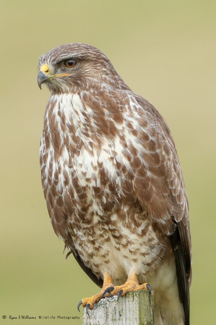 Common Buzzard by Ryan Williams - BirdGuides