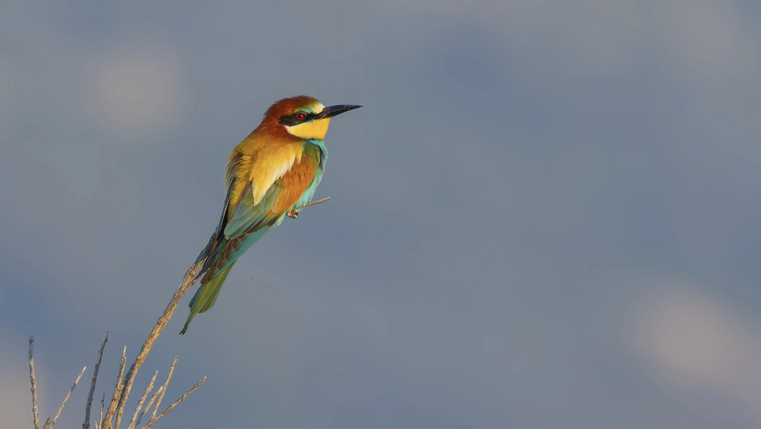 Details : European Bee-eater - BirdGuides