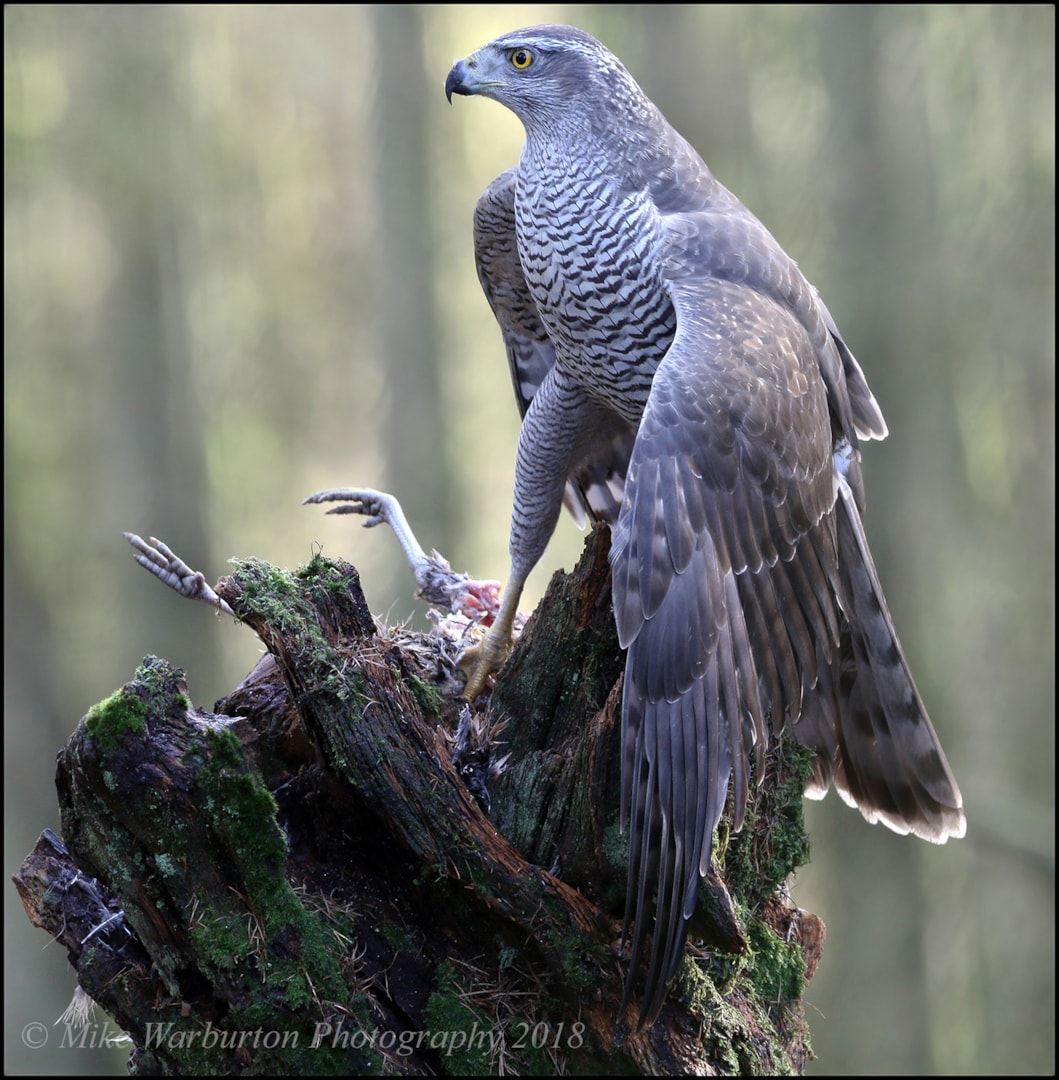 Northern Goshawk by Mike Warburton - BirdGuides