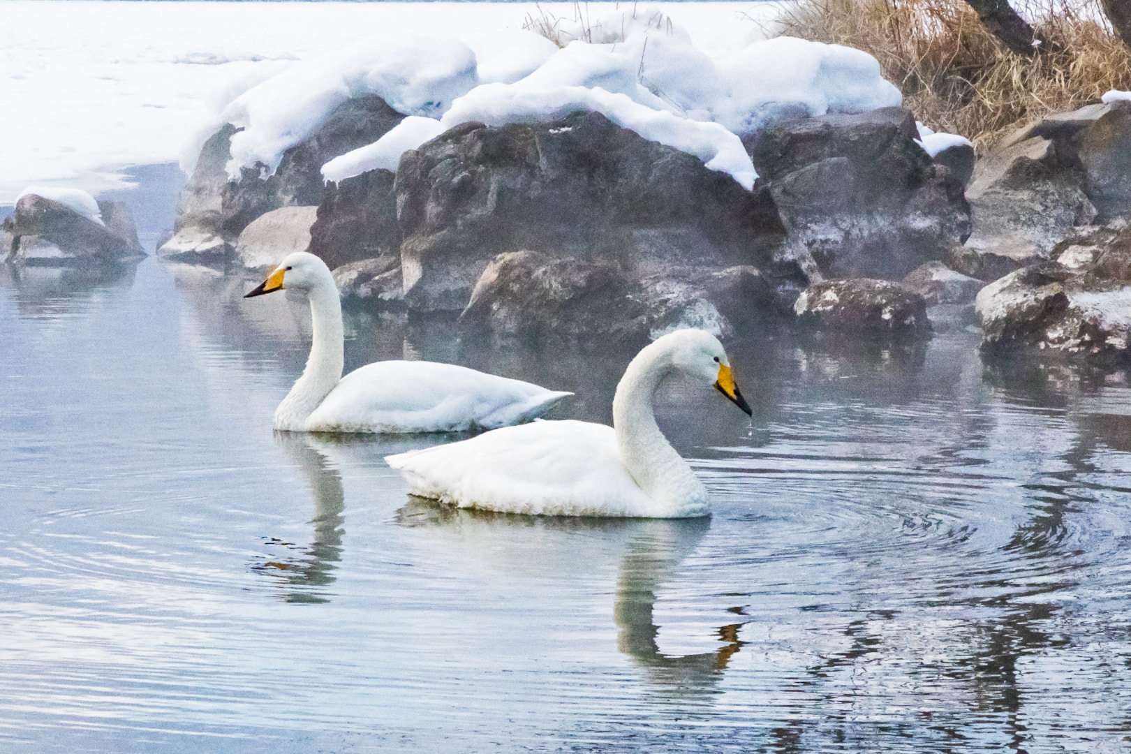 Whooper Swan by Peter Beesley - BirdGuides