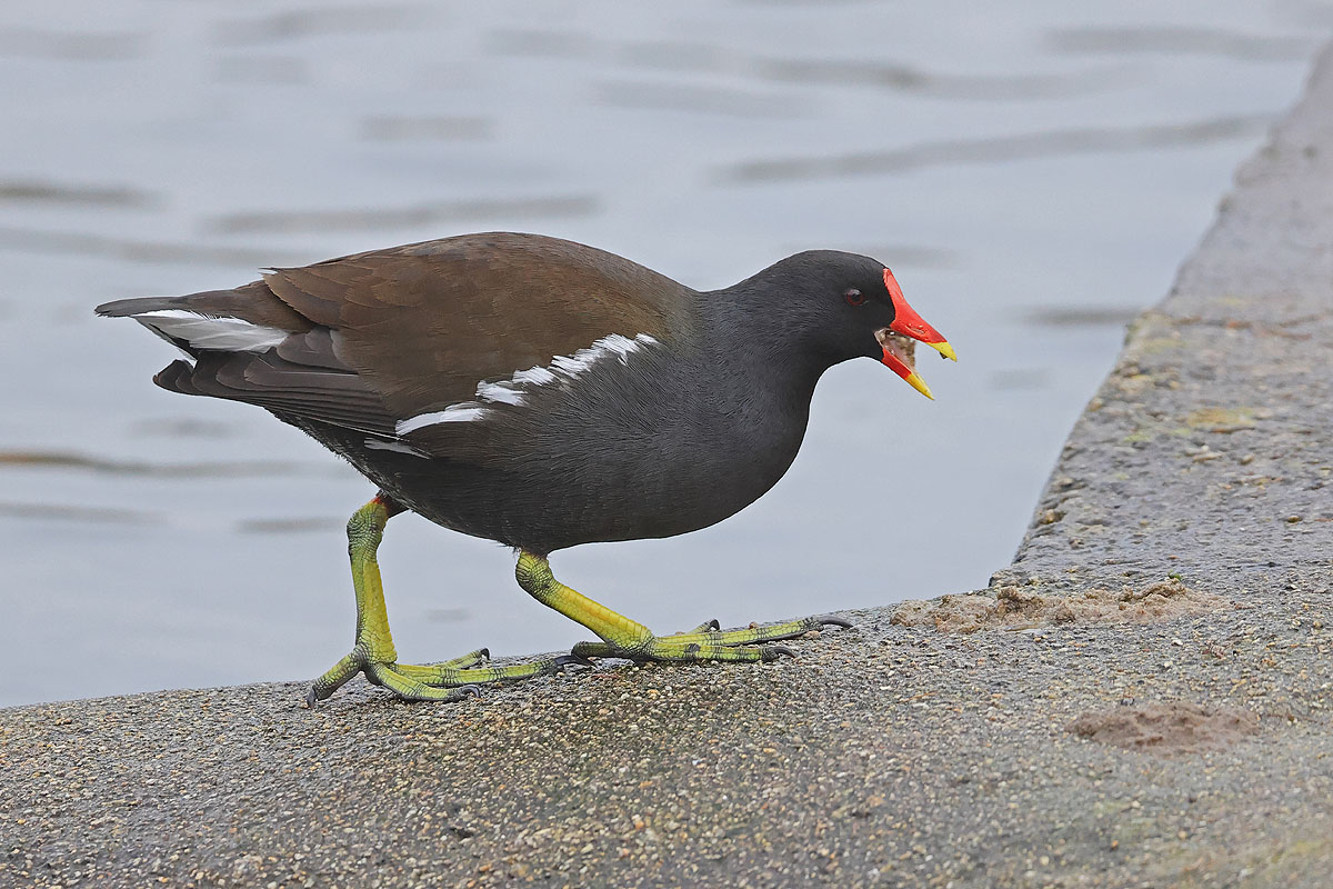 Common Moorhen by Martin Webb - BirdGuides