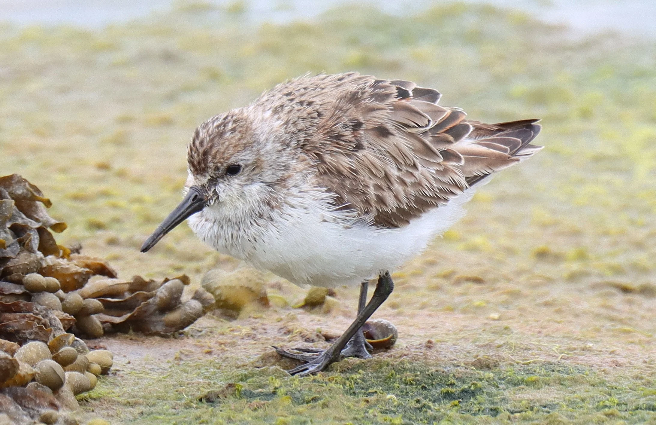 Details : Western Sandpiper - BirdGuides
