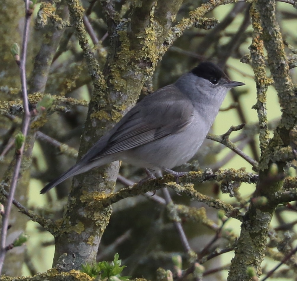 Blackcap by Myrfyn Davies - BirdGuides