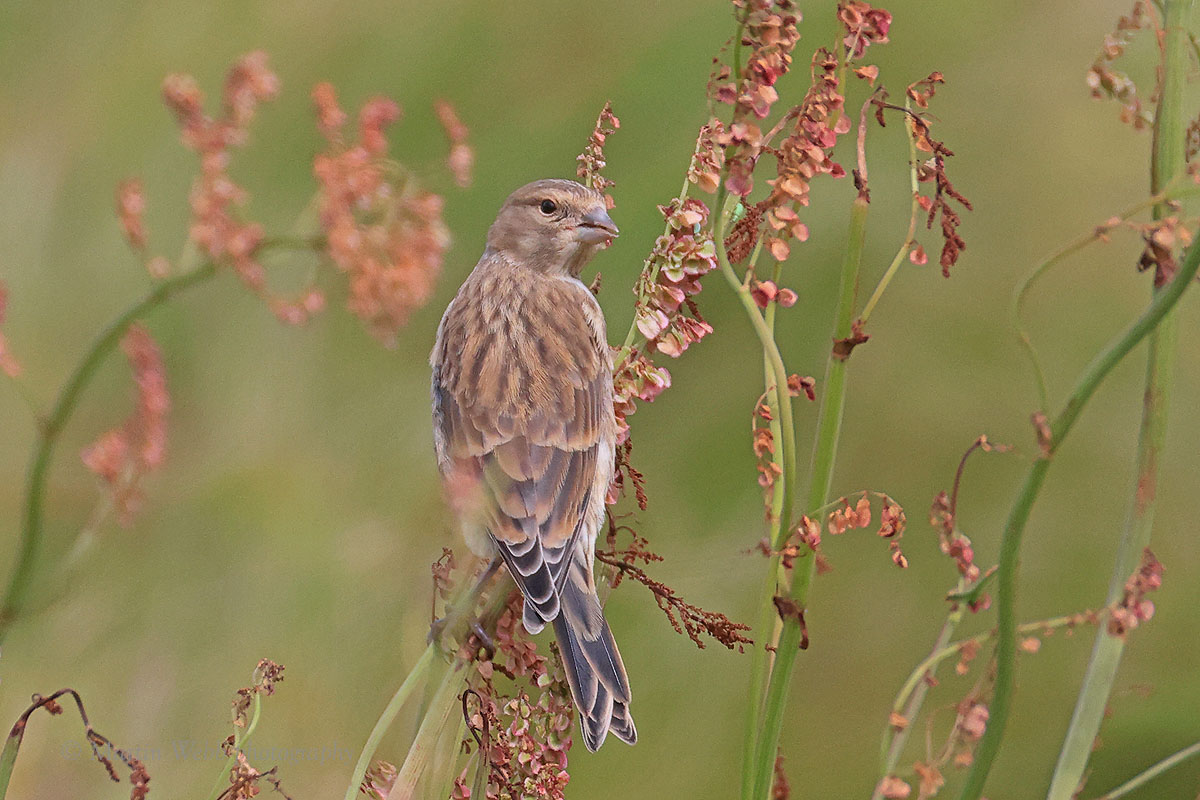 Common Linnet by Martin Webb - BirdGuides