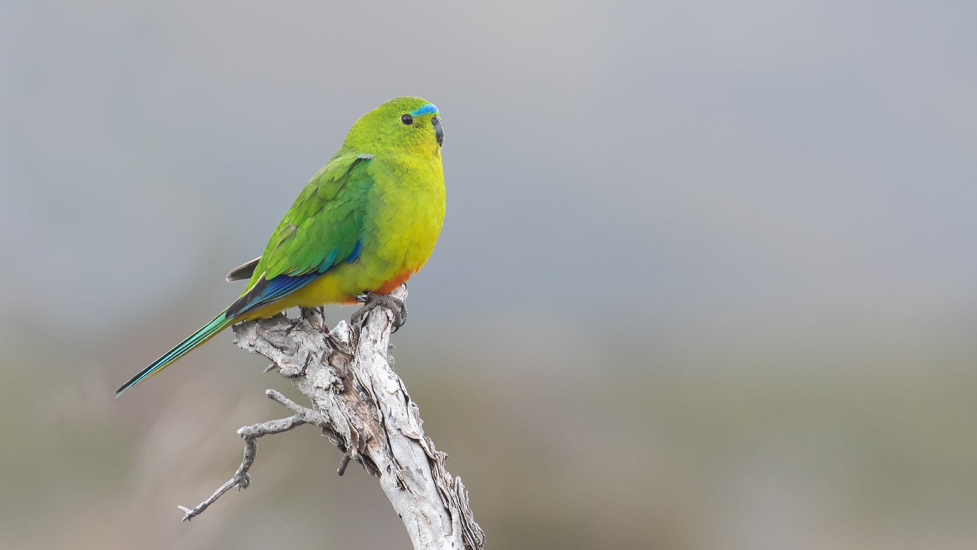 Orange-bellied Parrot by Josh Jones - BirdGuides