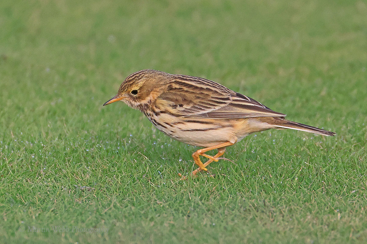 Meadow Pipit by Martin Webb - BirdGuides