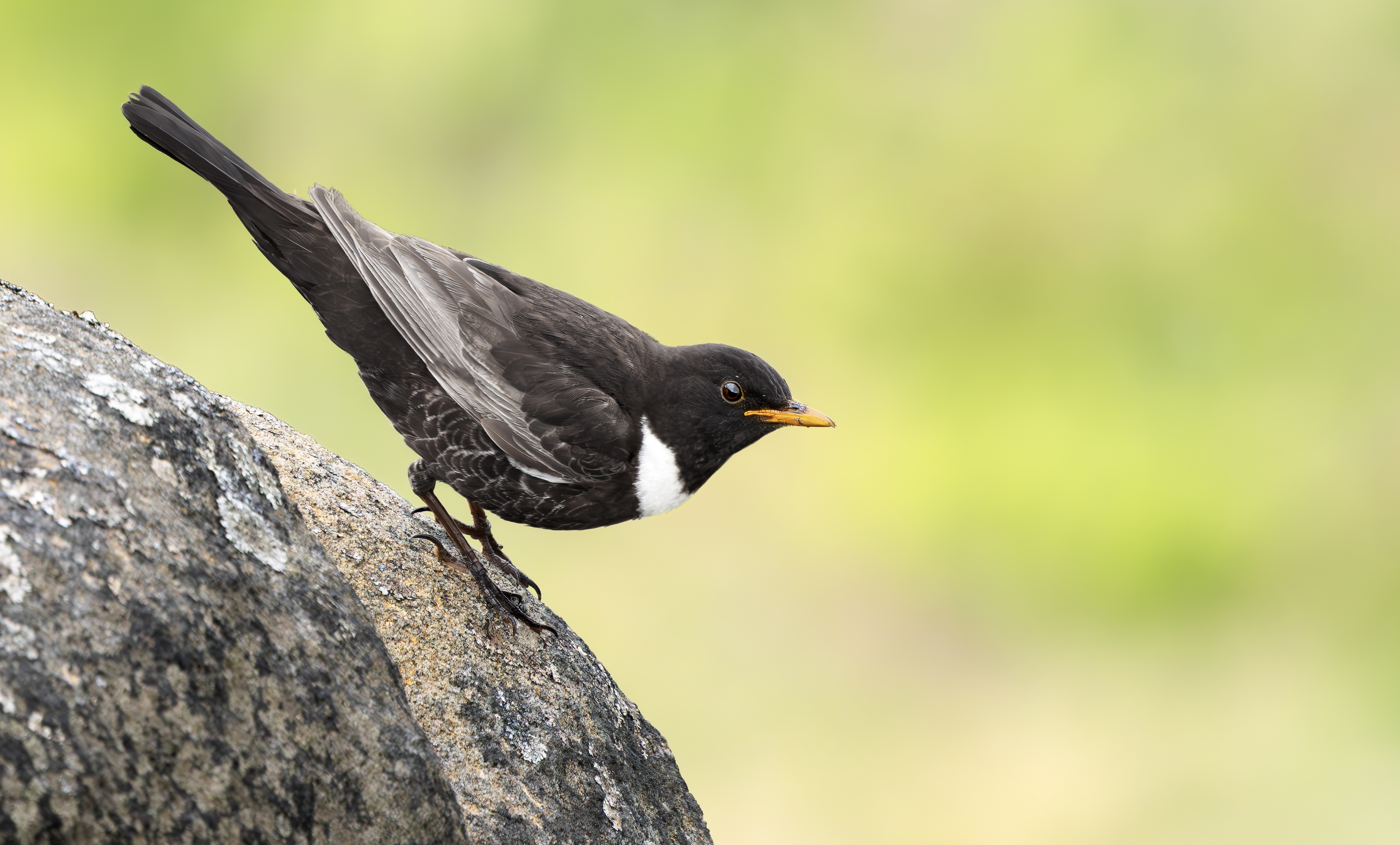 Ring Ouzel by Miles Cluff - BirdGuides