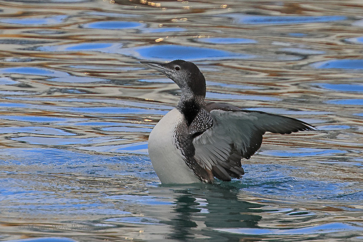 Great Northern Diver by Martin Webb - BirdGuides
