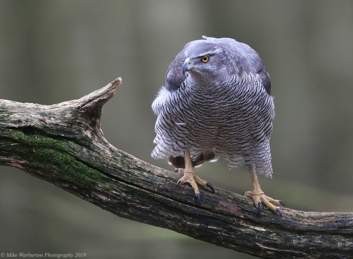 Northern Goshawk by Mike Warburton - BirdGuides