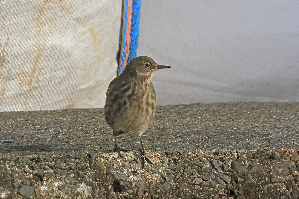 Rock Pipit by Martin Webb - BirdGuides