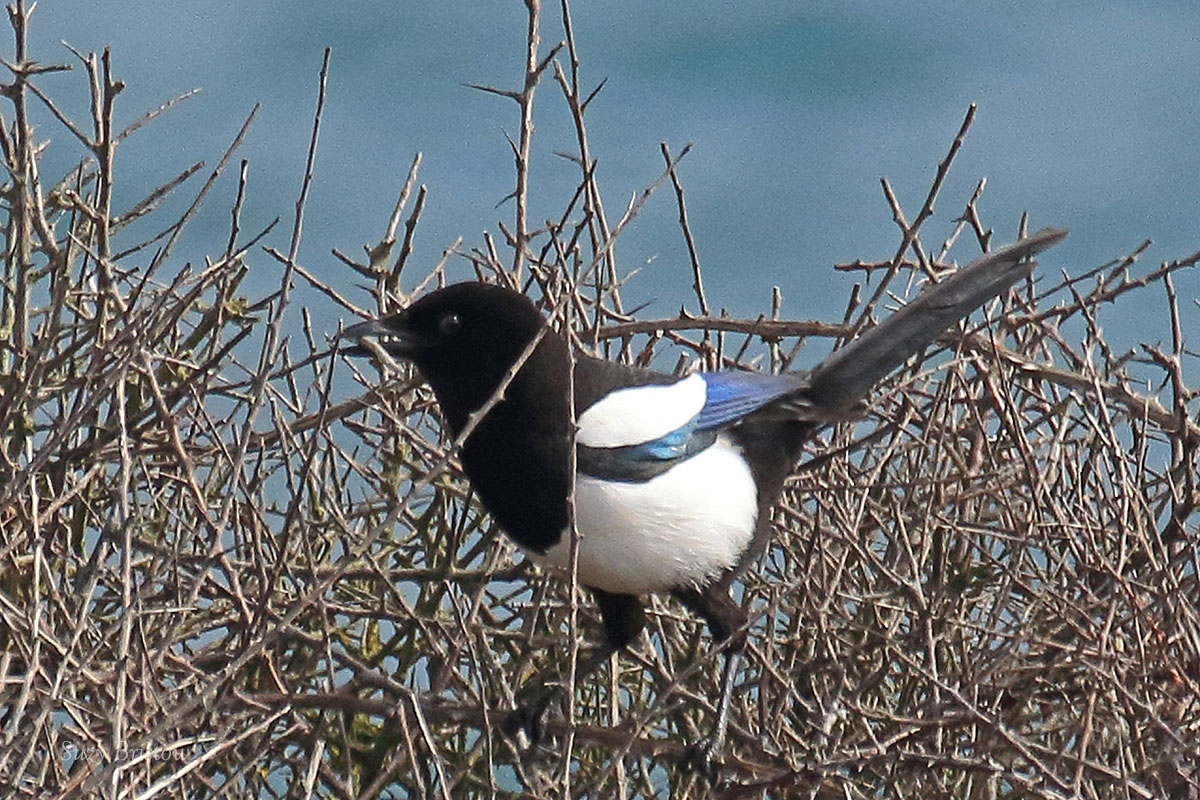 Magpie by Suzy Bristow - BirdGuides