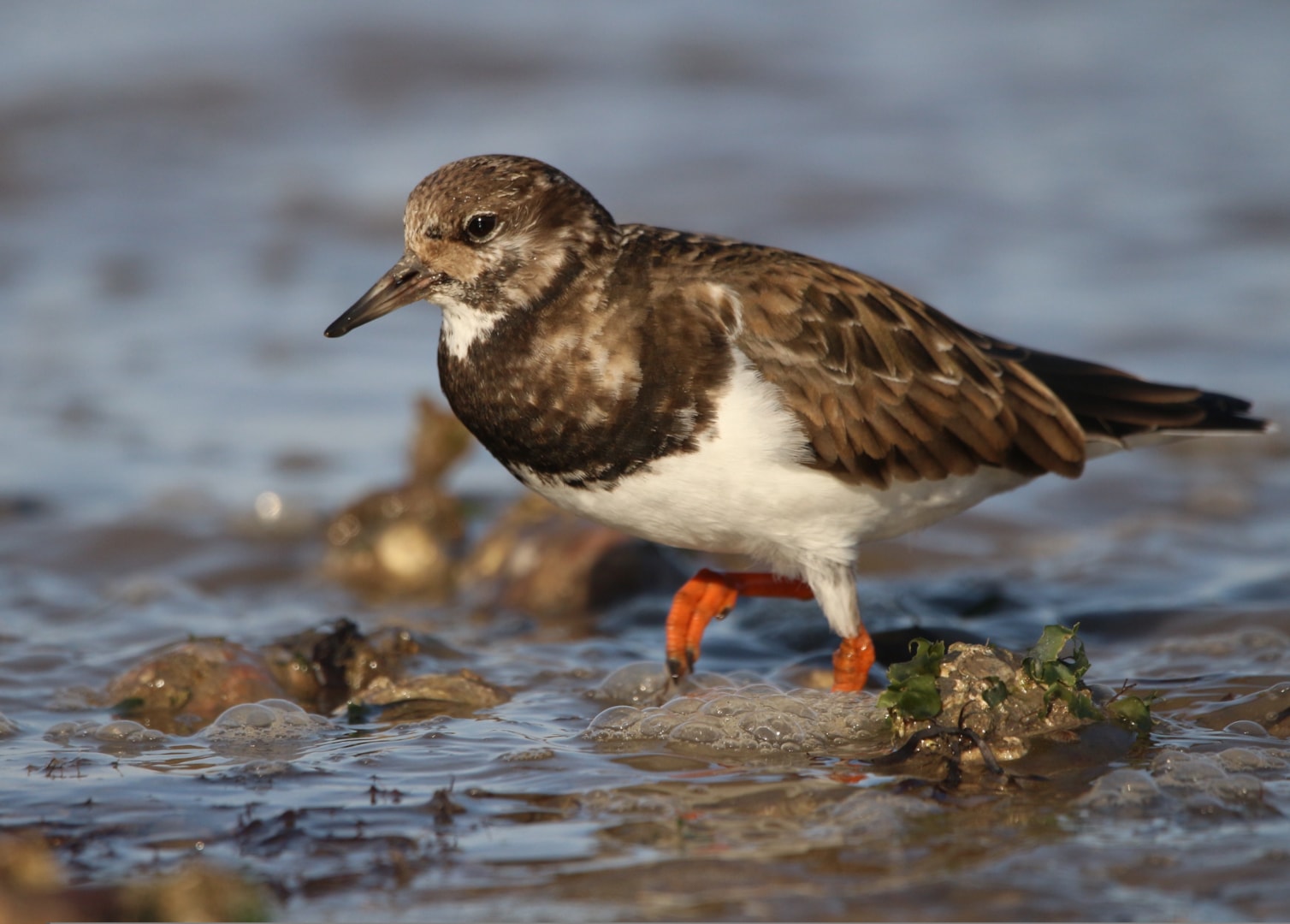 Ruddy Turnstone by Tate Lloyd - BirdGuides