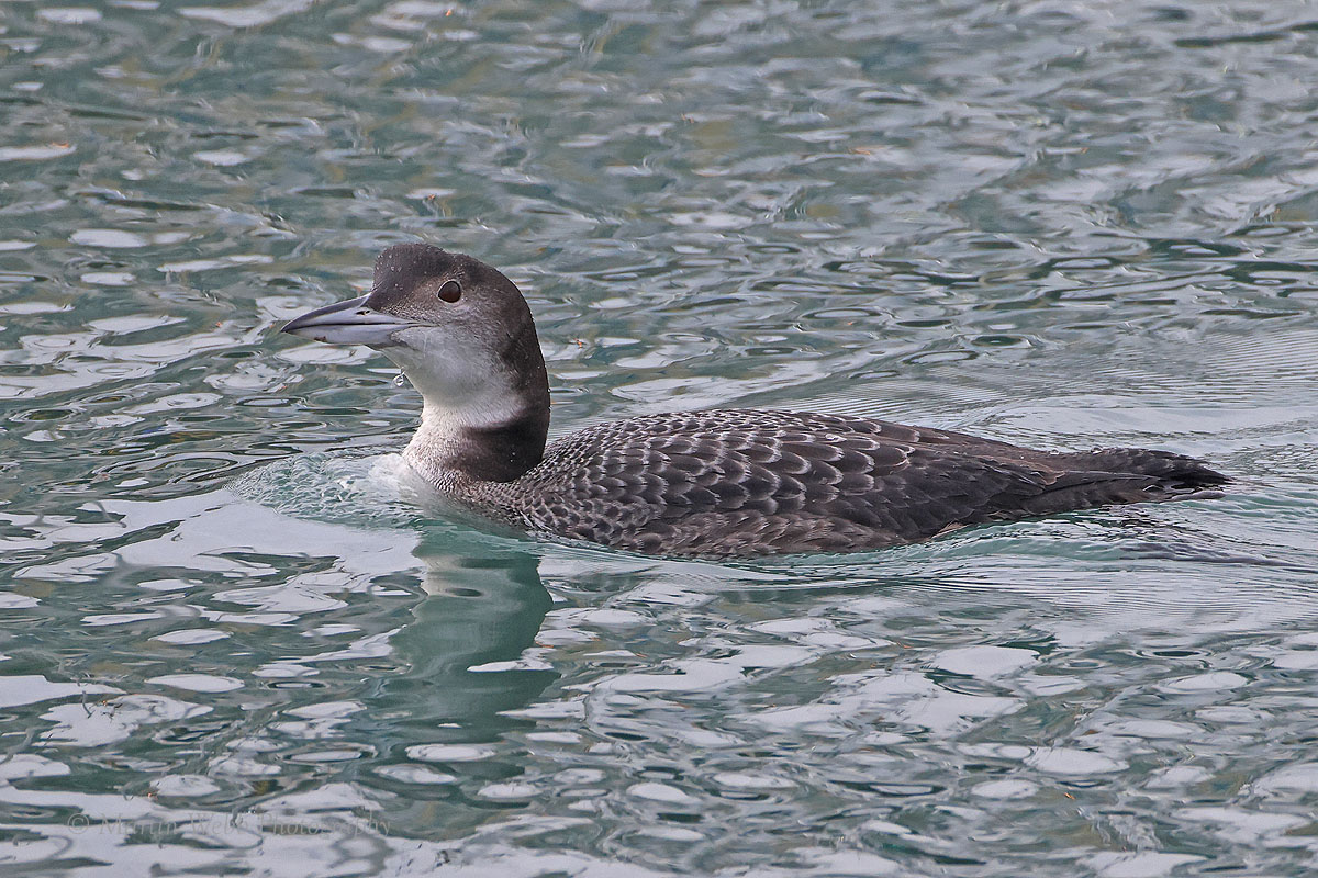 Great Northern Diver by Martin Webb - BirdGuides
