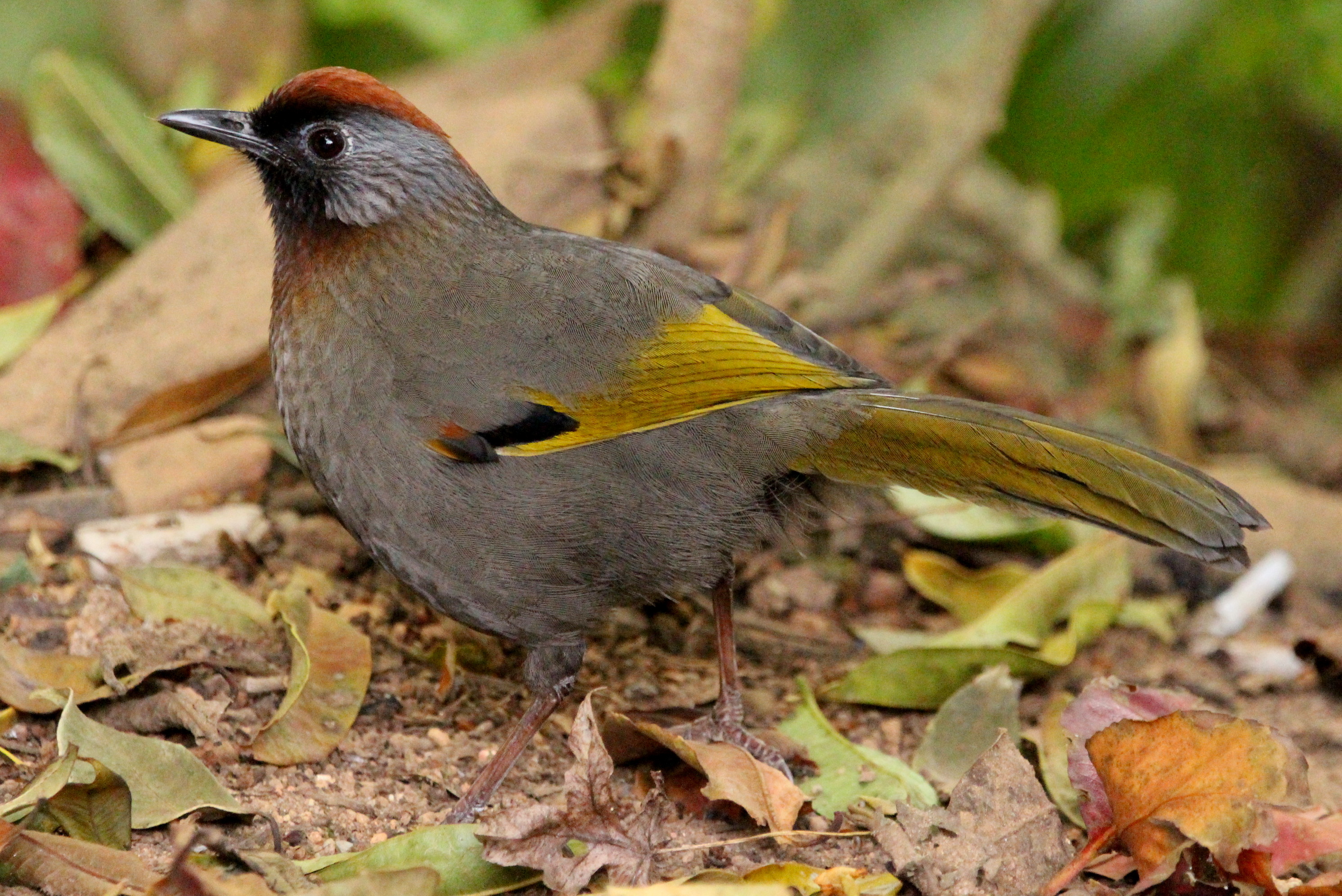 Details : Chestnut-crowned Laughingthrush - BirdGuides
