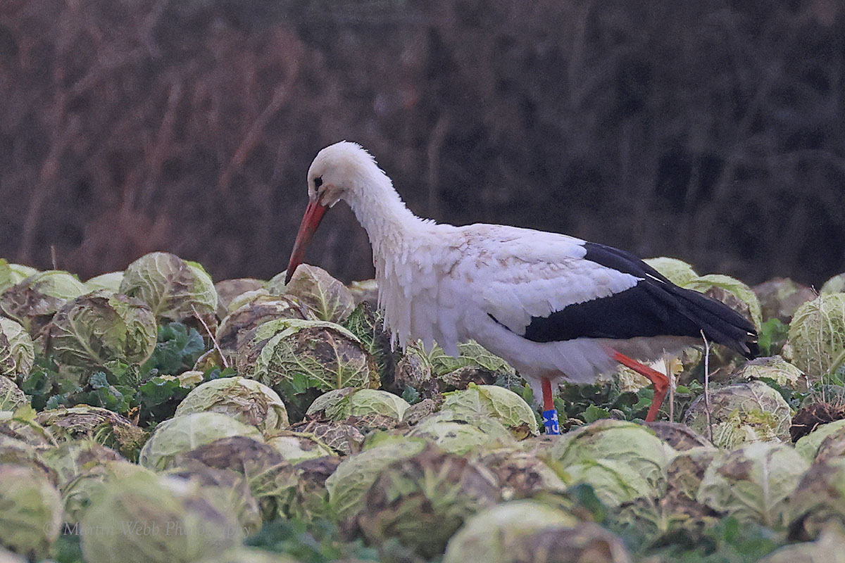 White Stork by Martin Webb - BirdGuides