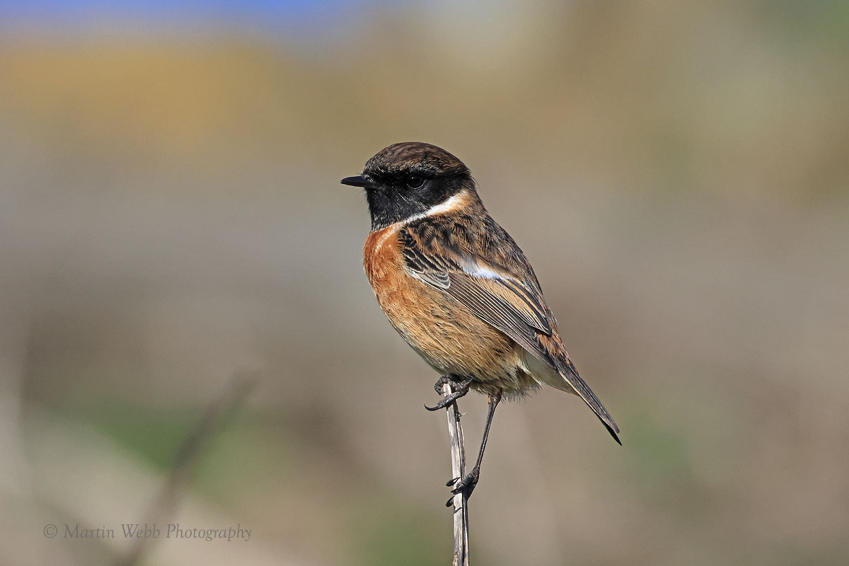 European Stonechat by Martin Webb - BirdGuides