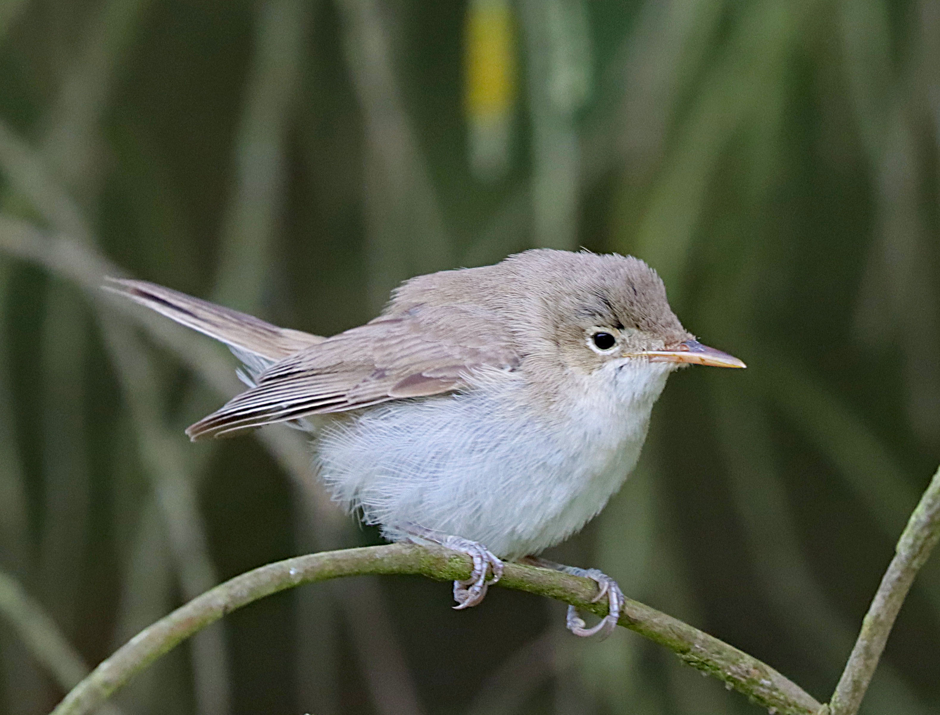 Western Olivaceous Warbler by John Irvine - BirdGuides