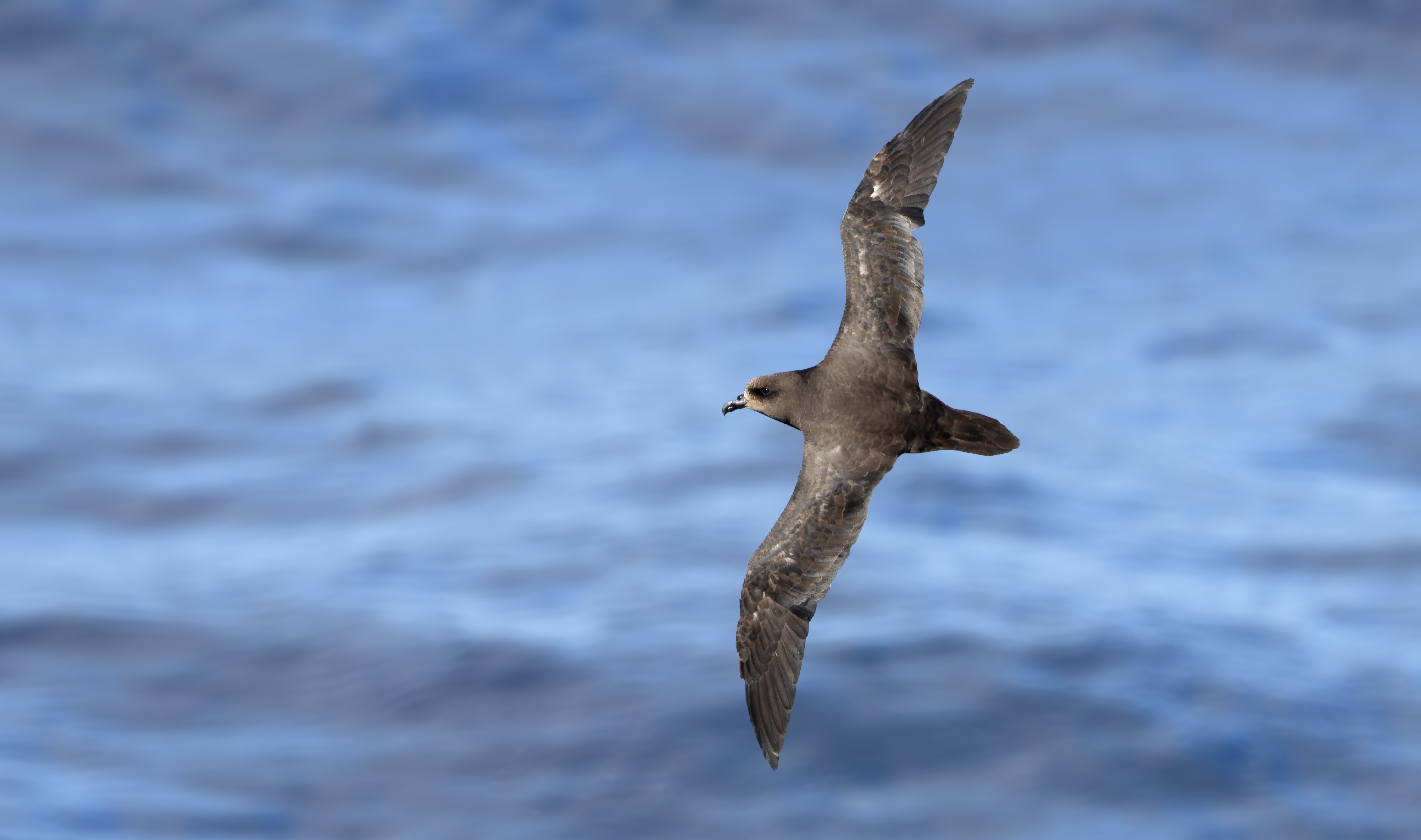Great-winged Petrel by Miles Cluff - BirdGuides
