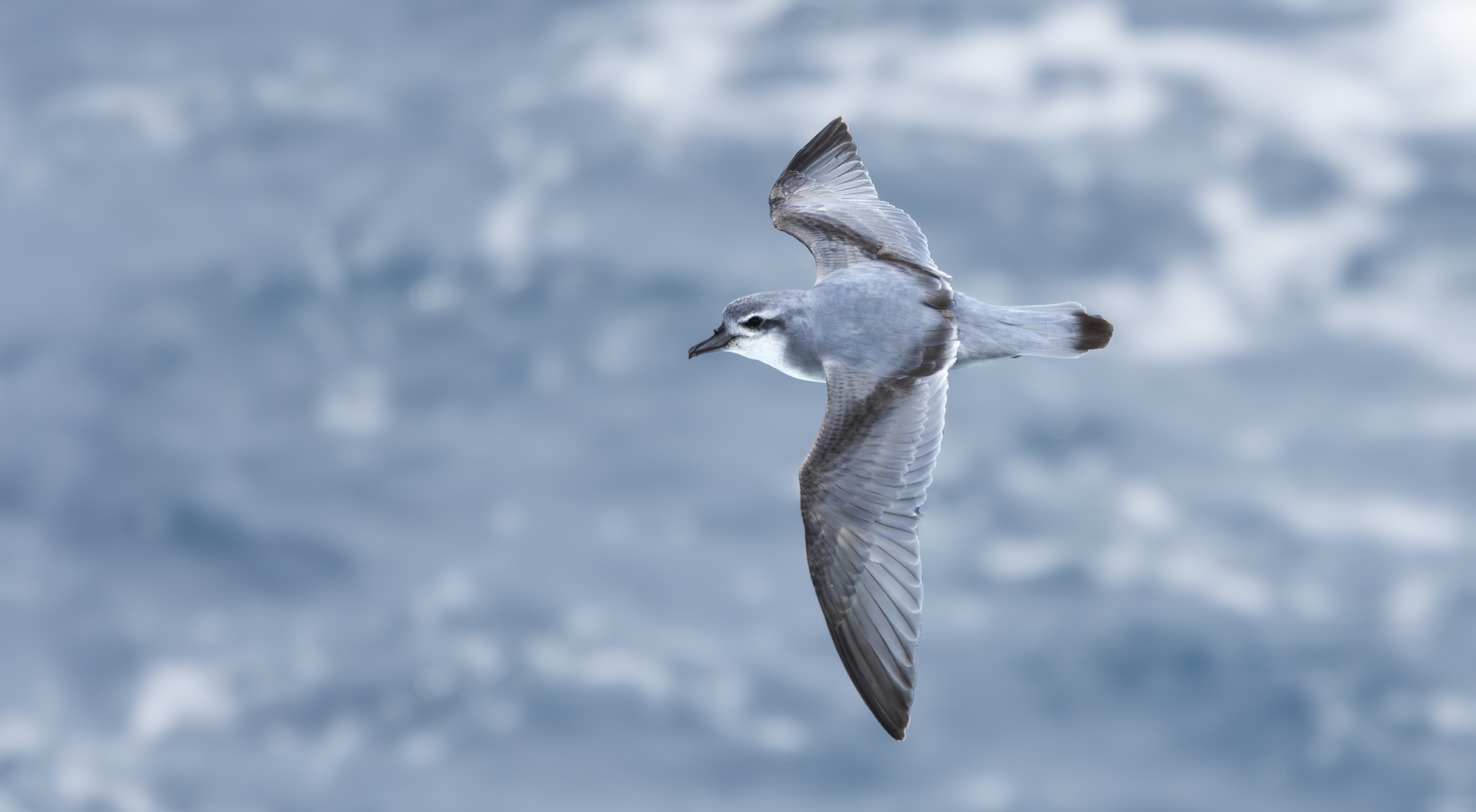 Salvin's Prion by Miles Cluff - BirdGuides