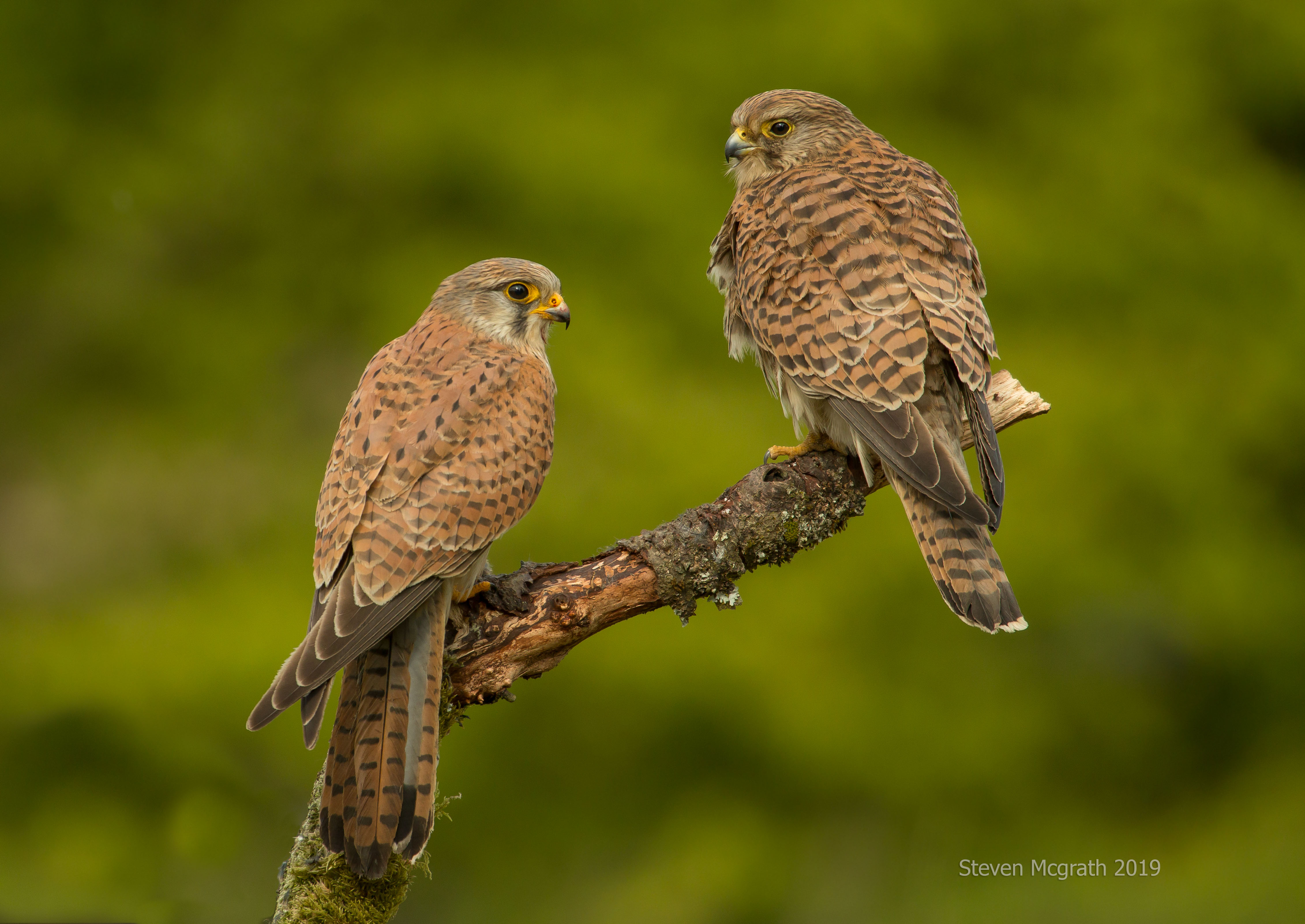 Common Kestrel by Steven Mcgrath - BirdGuides