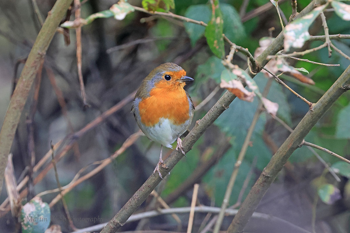European Robin by Martin Webb - BirdGuides