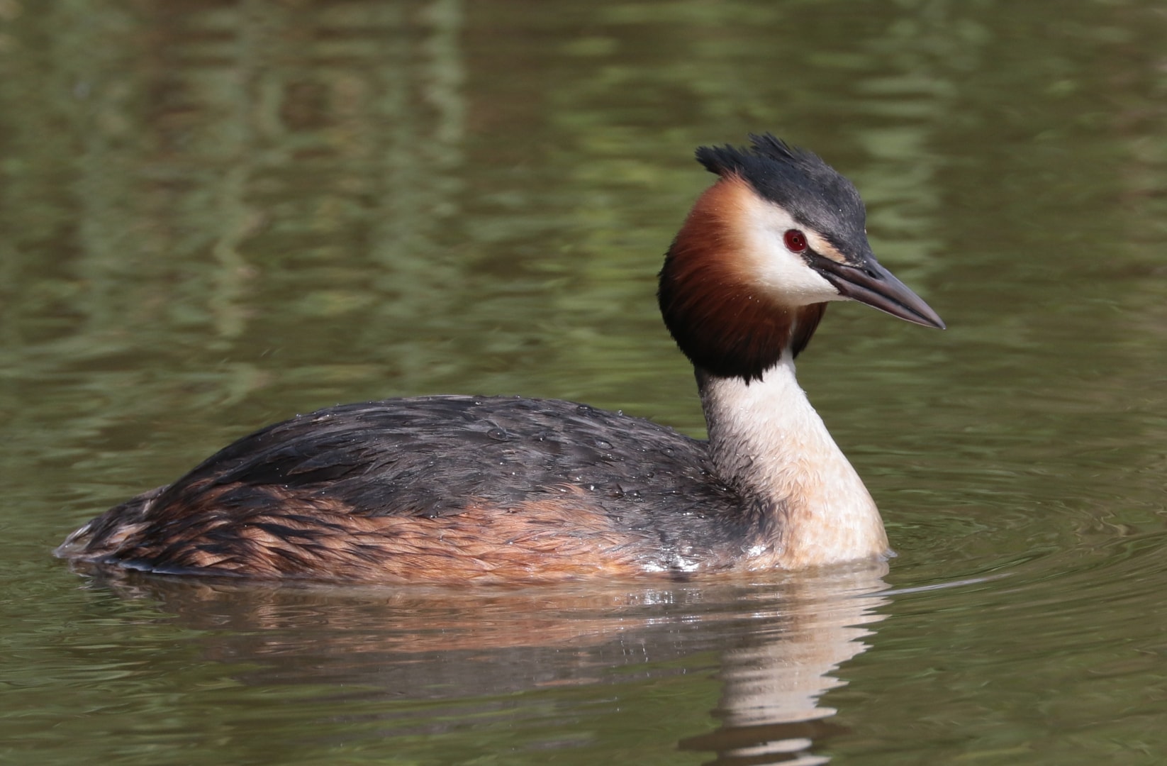 Great Crested Grebe by Myrfyn Davies - BirdGuides