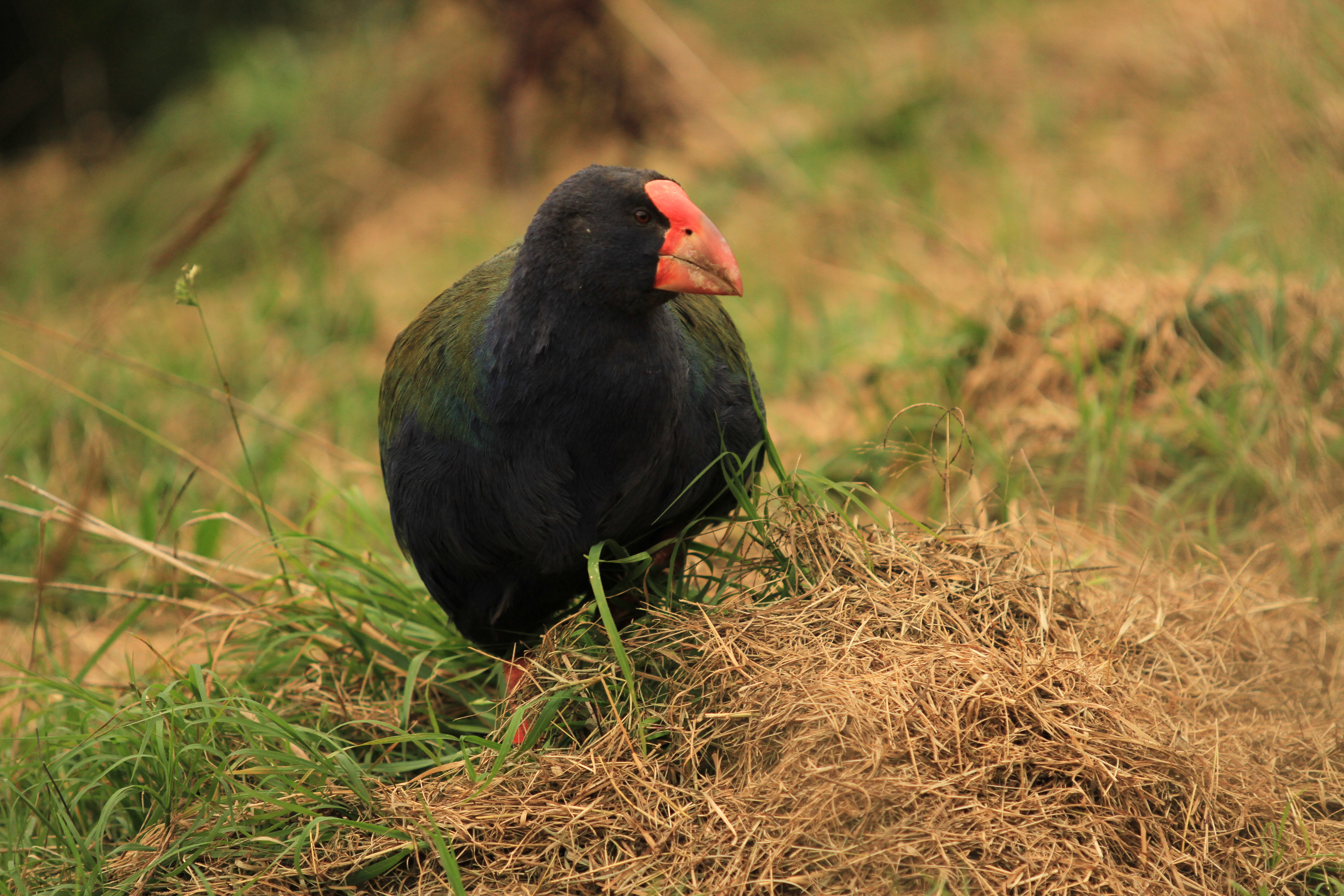 Details : South Island Takahe - BirdGuides
