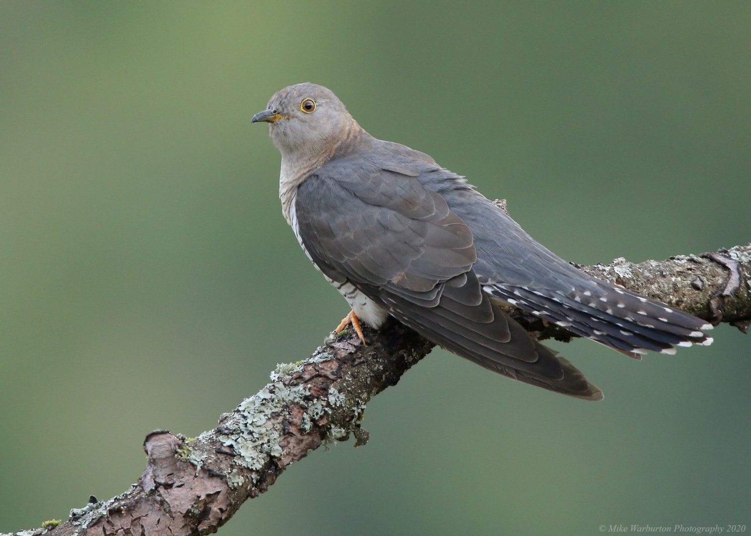 Common Cuckoo by Mike Warburton - BirdGuides