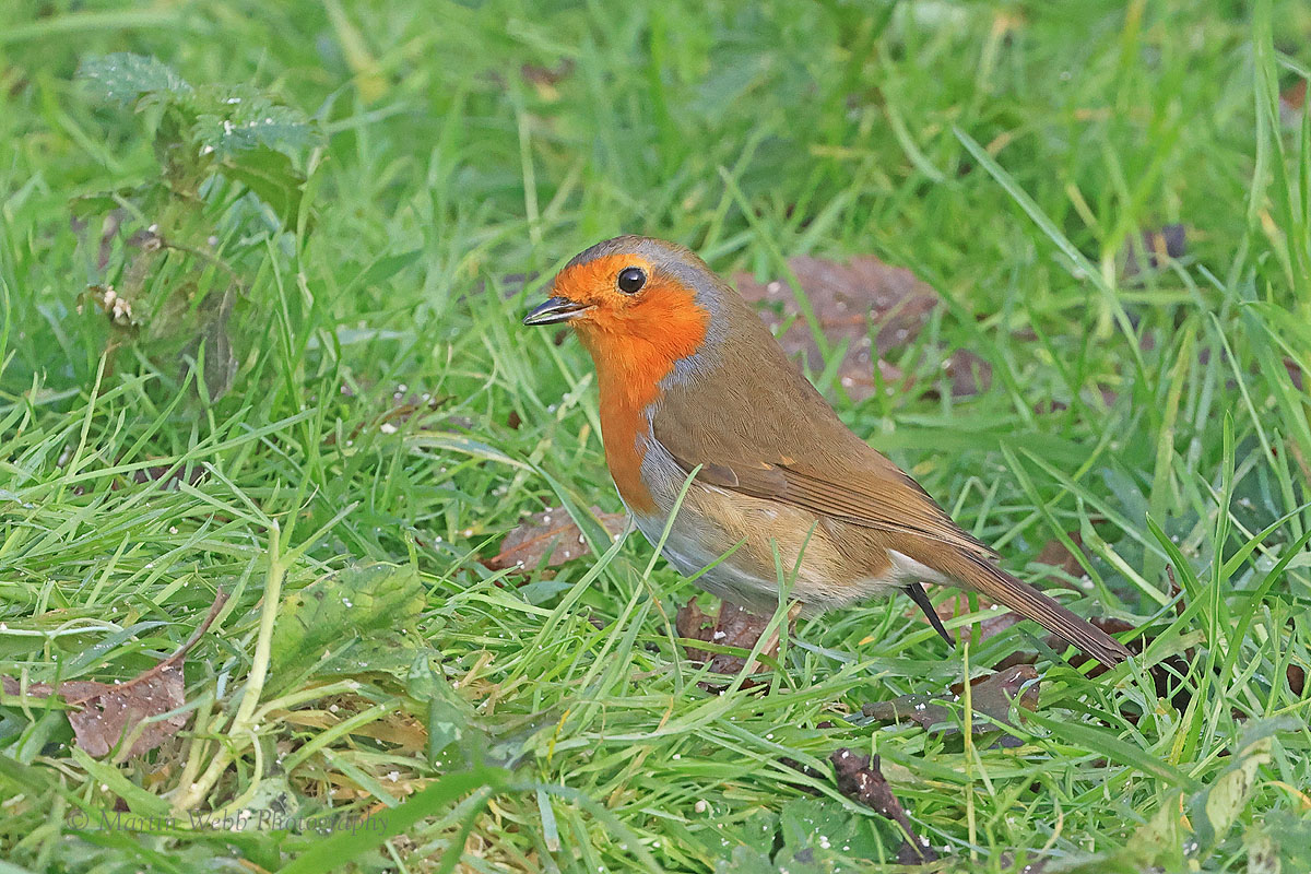 European Robin by Martin Webb - BirdGuides