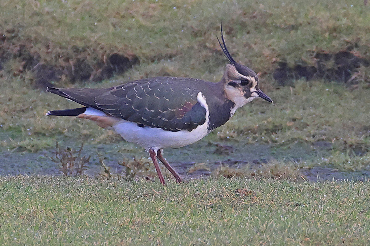 Northern Lapwing by Martin Webb - BirdGuides