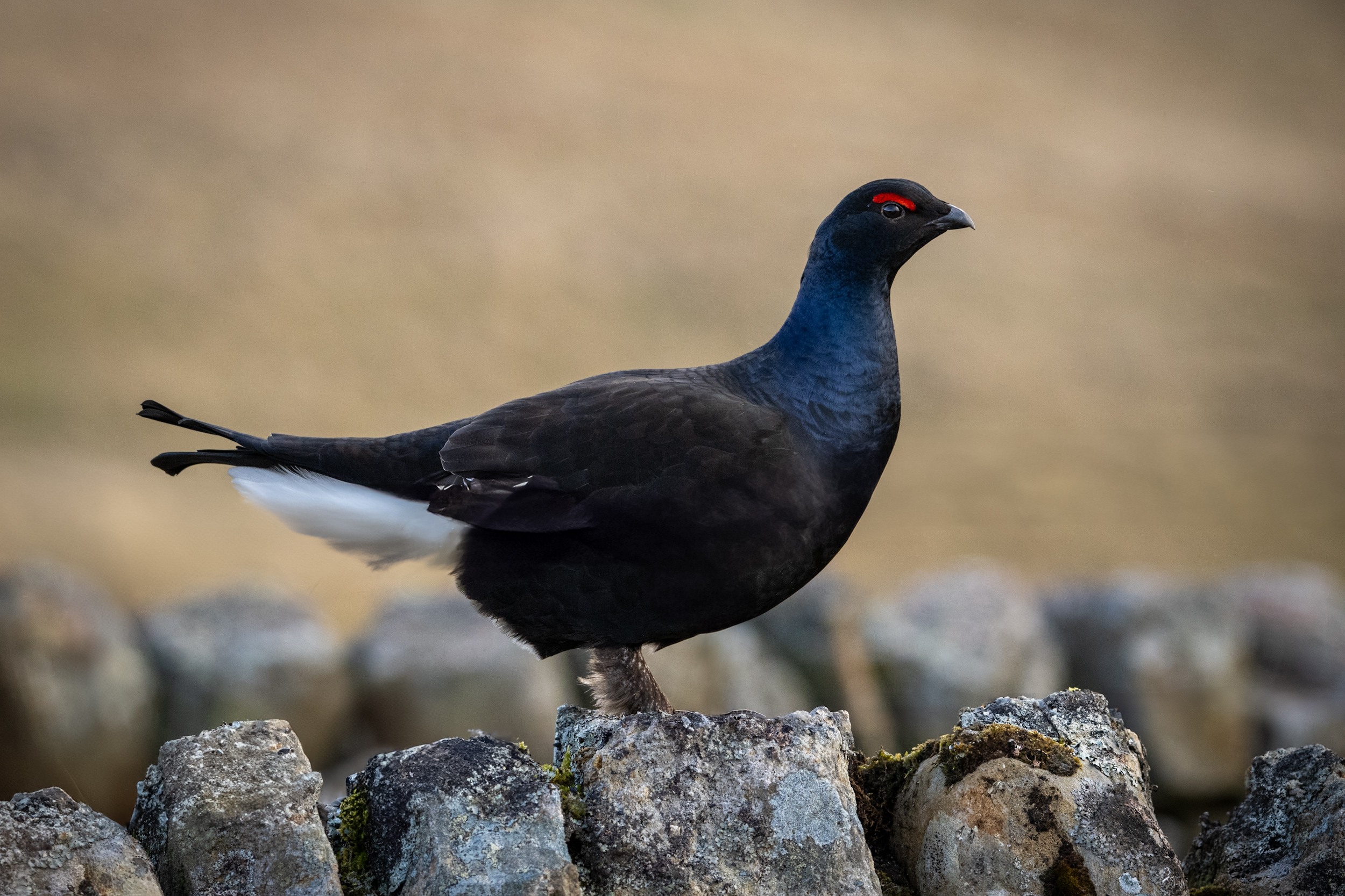 Black Grouse by Steven Fryer - BirdGuides