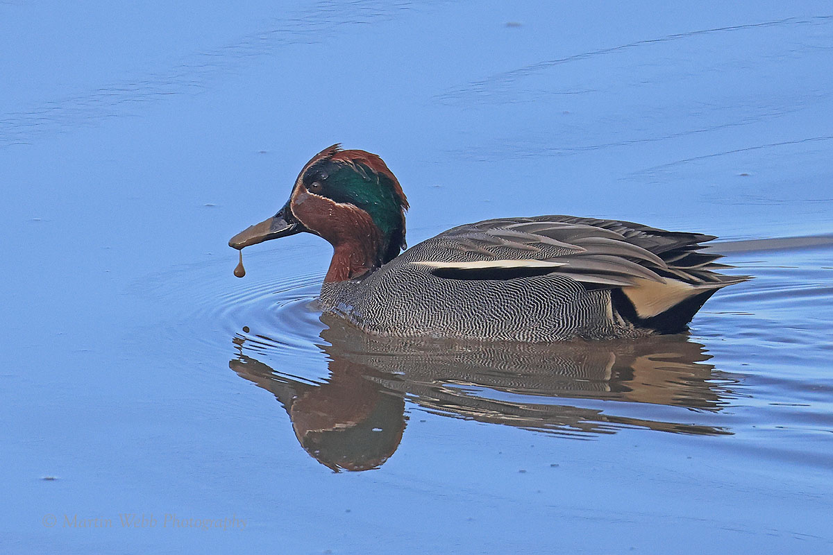 Eurasian Teal by Martin Webb - BirdGuides