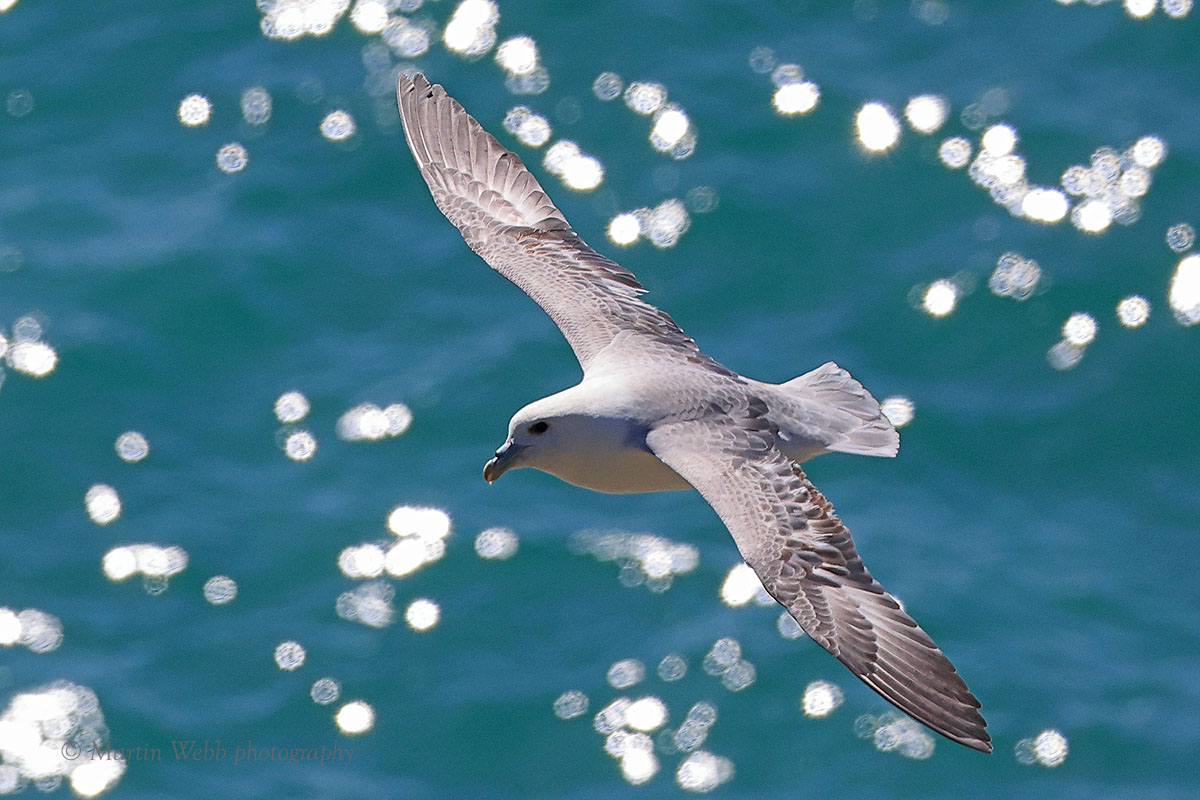 Northern Fulmar by Martin Webb - BirdGuides