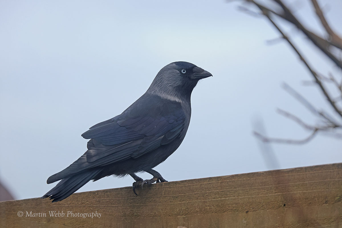 Jackdaw by Martin Webb - BirdGuides