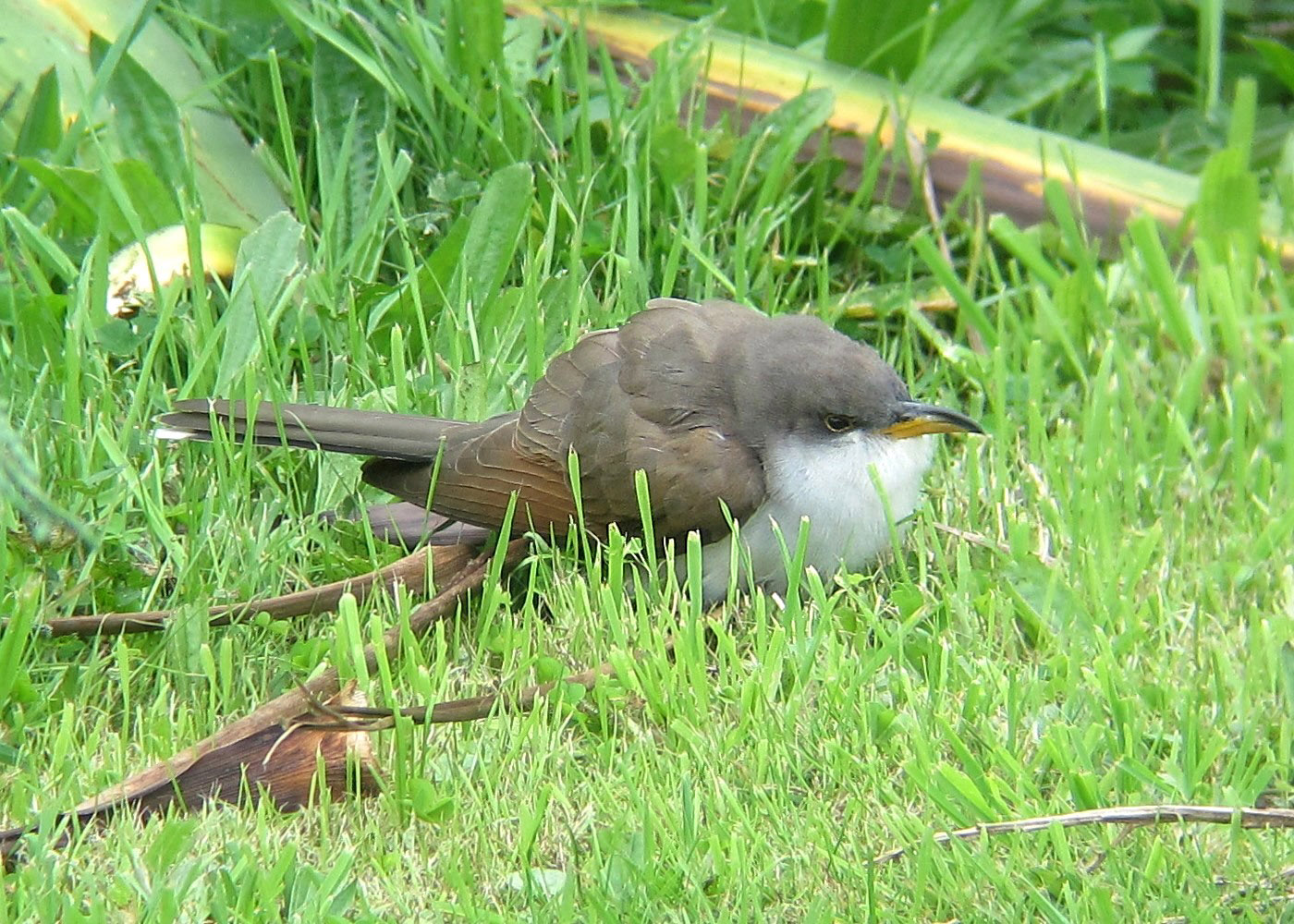 Details : Yellow-billed Cuckoo - BirdGuides