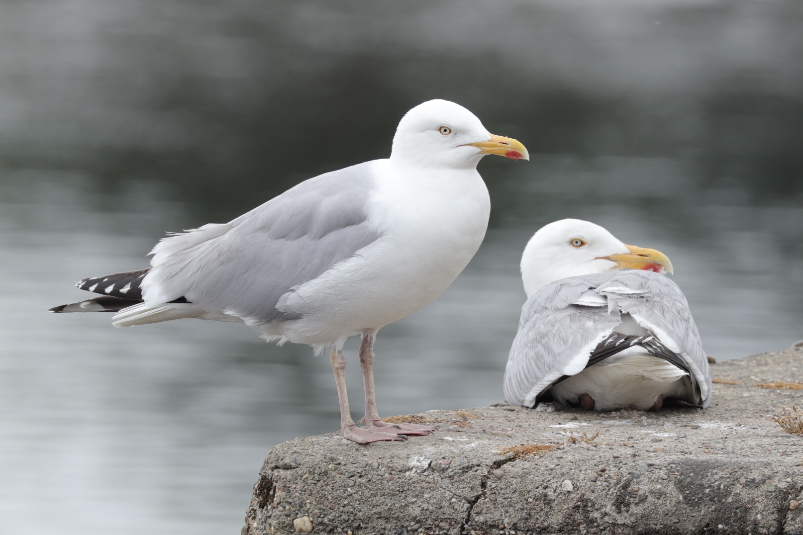 Southern Water blames gulls for polluting sea - BirdGuides