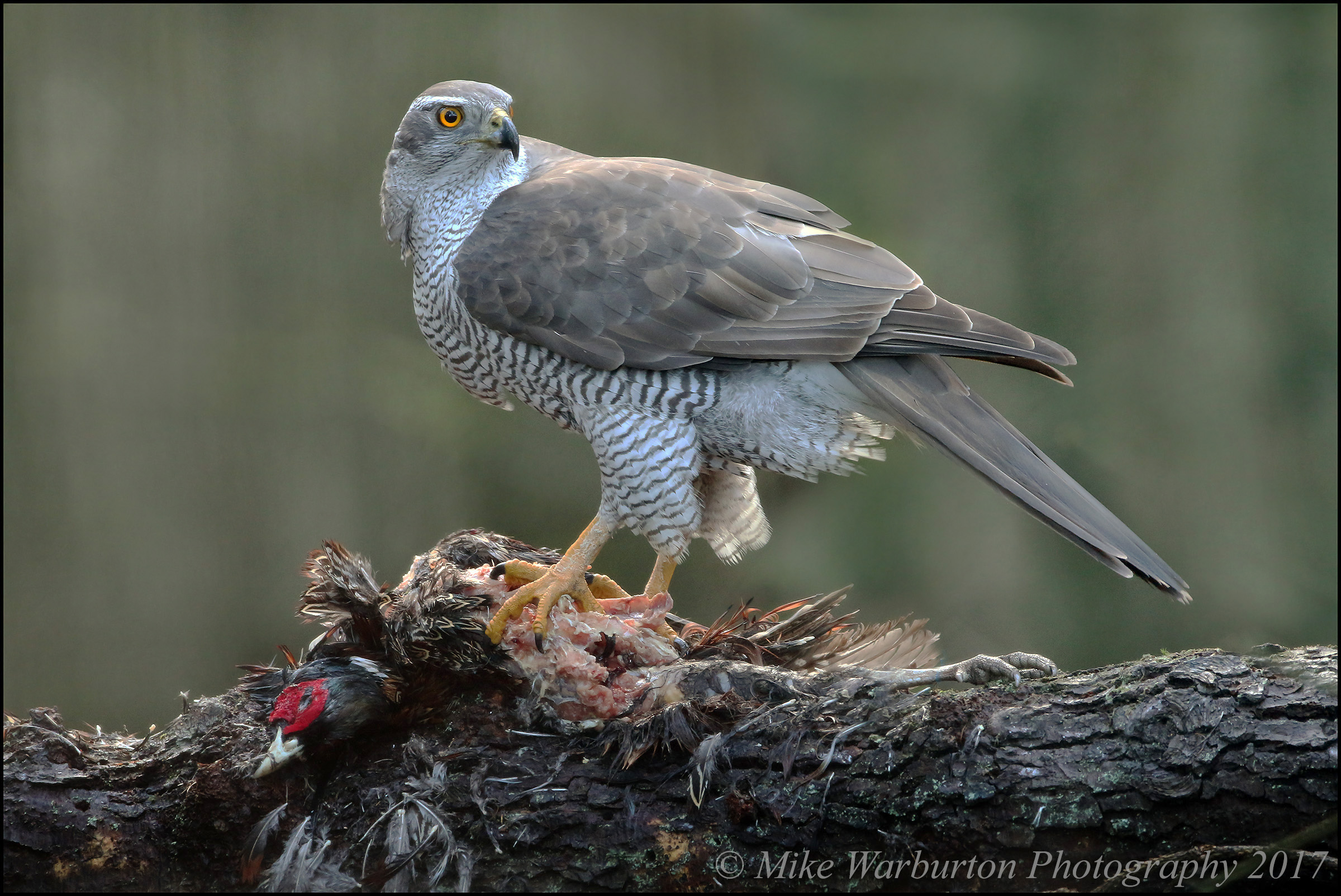 Eurasian Goshawk by Mike Warburton - BirdGuides
