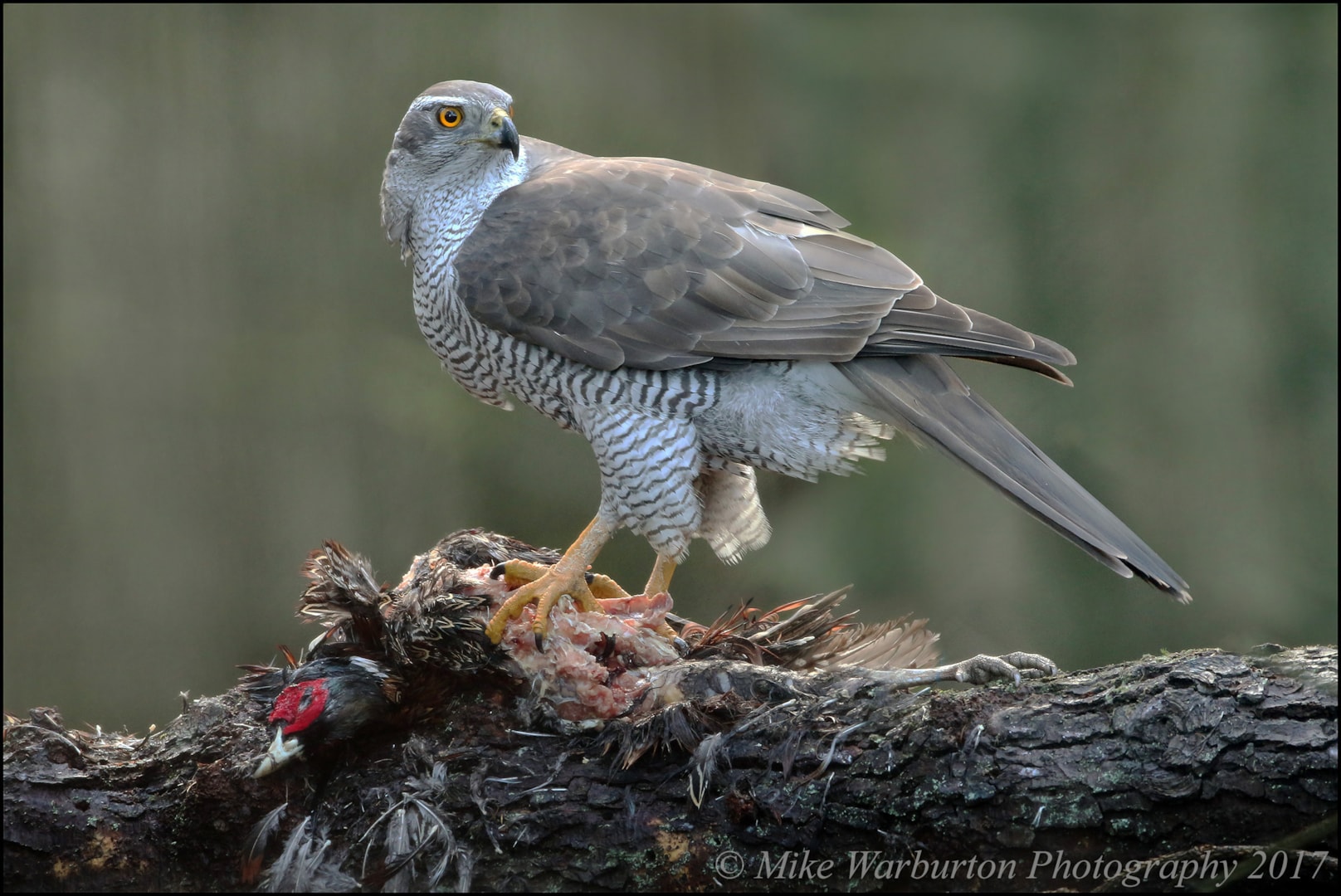Northern Goshawk by Mike Warburton - BirdGuides