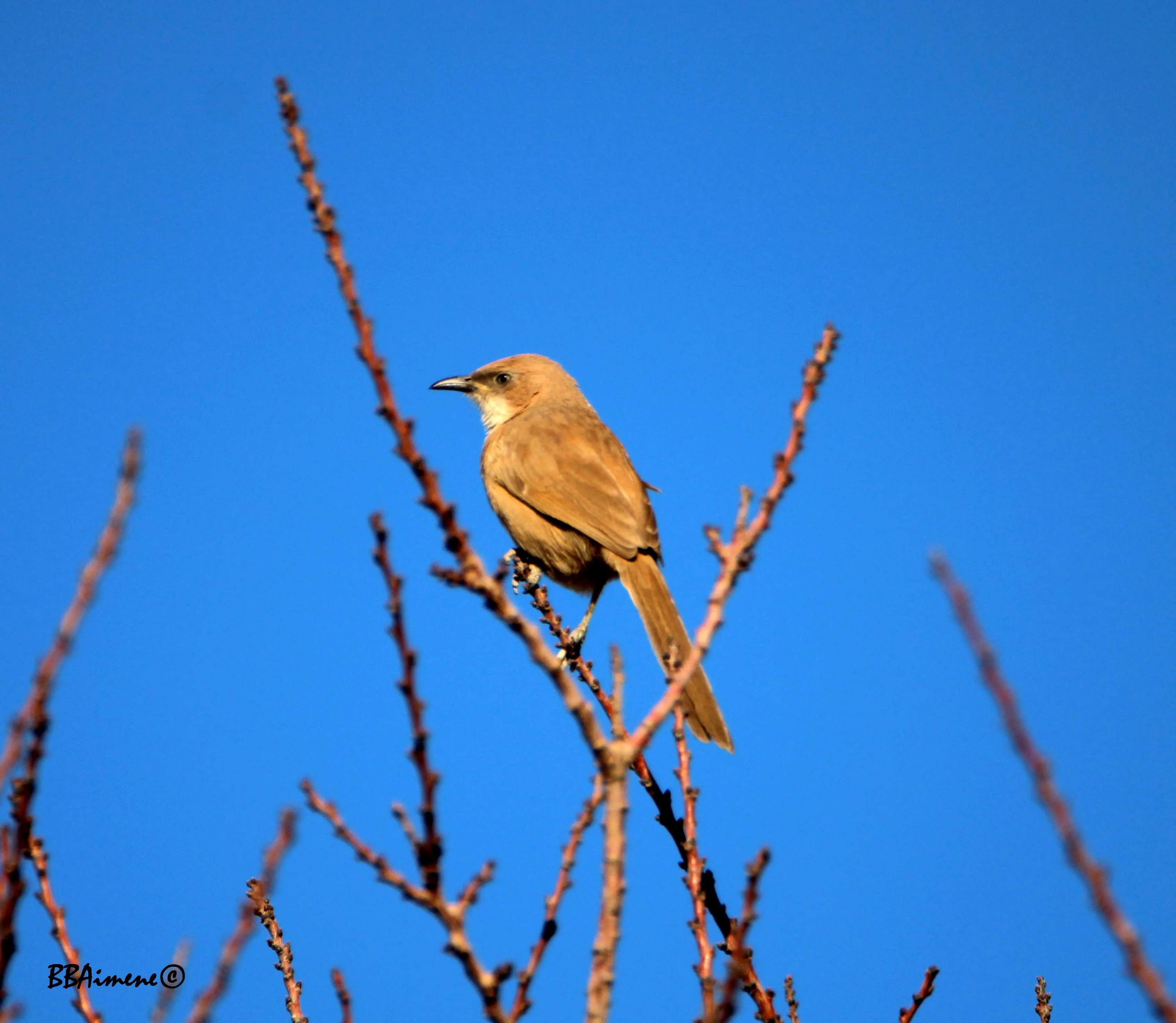 Details : Fulvous Babbler - BirdGuides