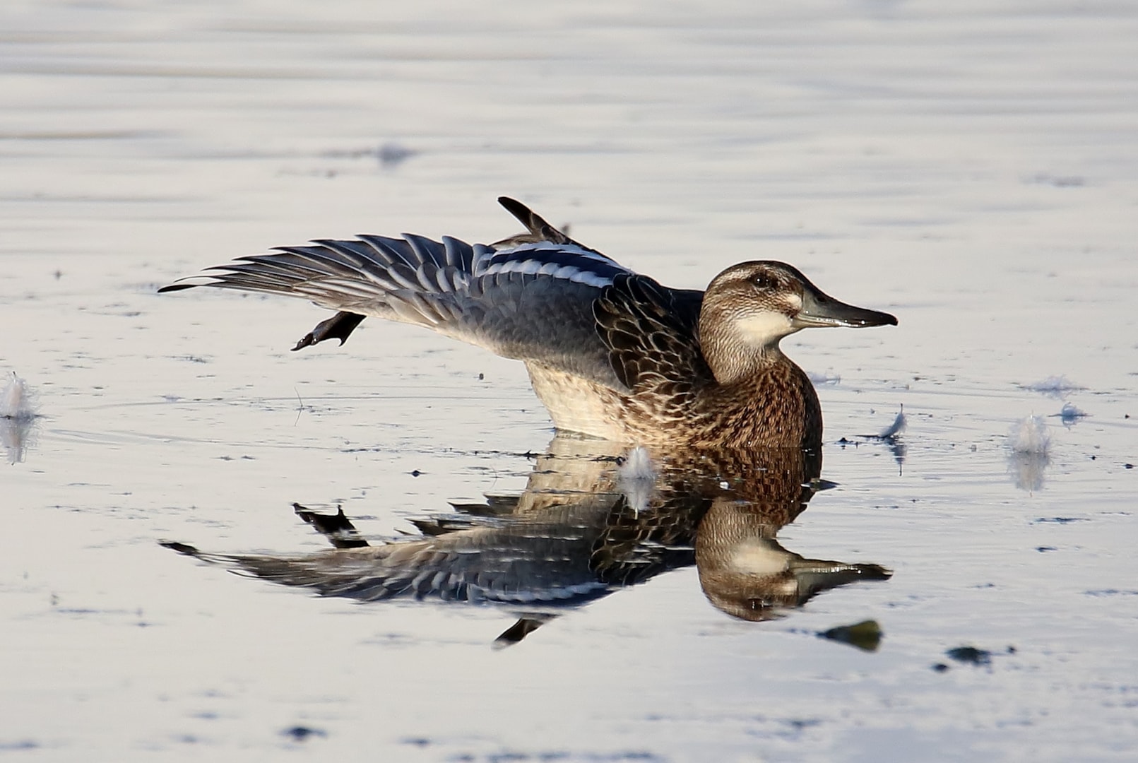 Garganey by Steven Higginbottom - BirdGuides