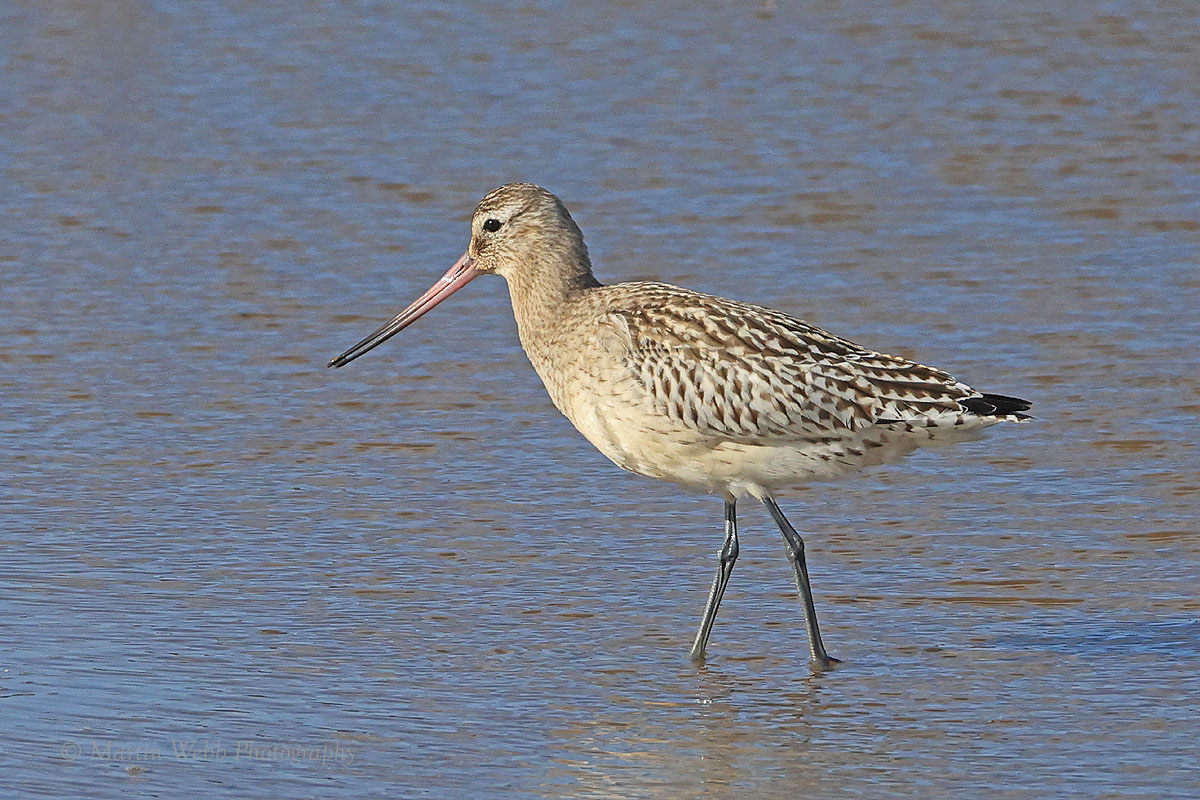 Bar-tailed Godwit by Martin Webb - BirdGuides